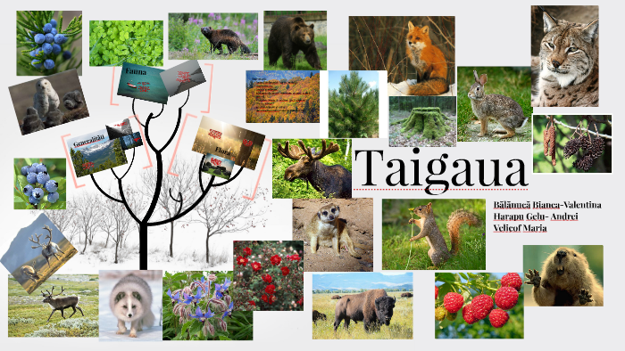 Taigaua by Bianca Valentina on Prezi
