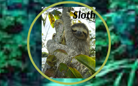 The sloth uses a behavioral adaptation and camouflage to sur by Mayu ...