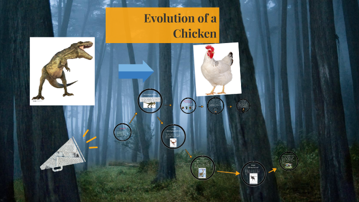 Evolution of a Chicken by Ruben Montoya on Prezi