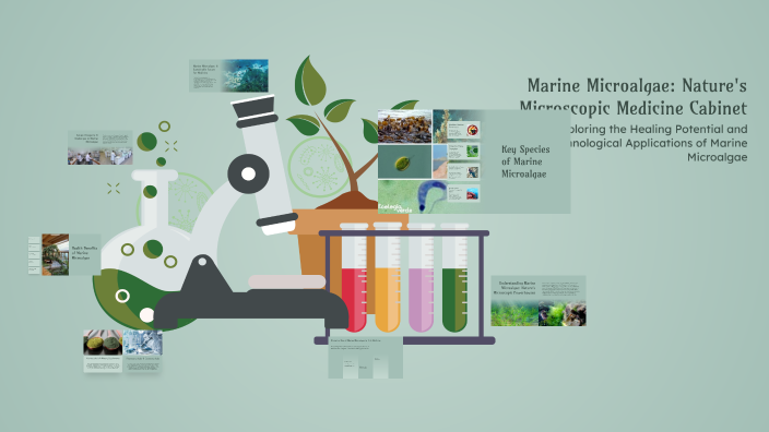 Marine Microalgae: Nature's Microscopic Medicine Cabinet by Rawan ...