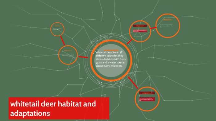 whitetail deer habitat and adaptations by Shelby Worsham on Prezi
