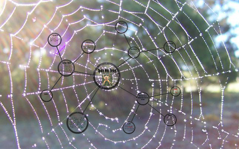 Spider Web Theory by Hannah Bryan on Prezi