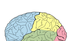 Timmy's brain by Sara Honcock on Prezi Design