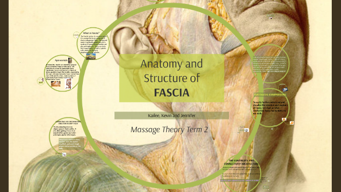 Anatomy and Structure of Fascia by Kailee Fortin on Prezi