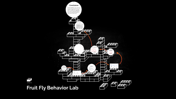Fruit Fly Behavior Lab by justine villamar on Prezi