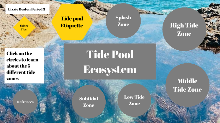 Rocky Tidal Ecosystems by Lizzie Boston on Prezi