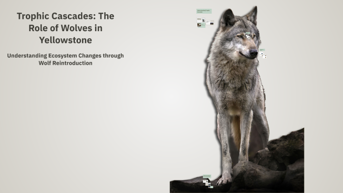 Trophic Cascades: The Role of Wolves in Yellowstone by Nick Radosevich ...