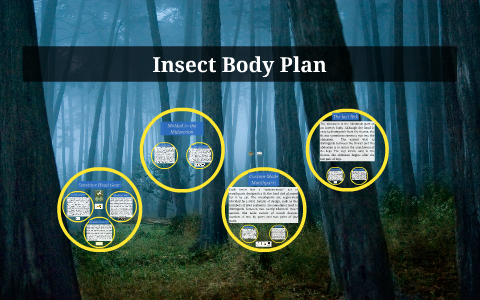 Insect Body Plan by Anaa Zd on Prezi