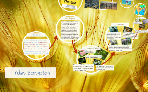 India's Ecosystem by Nhi Figueroa on Prezi