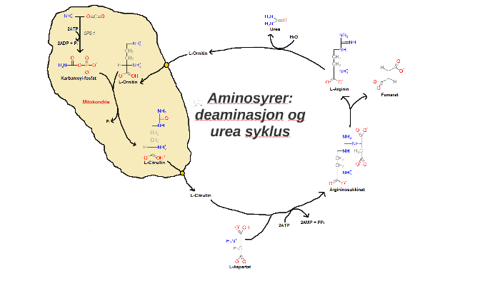 Amino acids: synthesis/degradation, deamination and urea cyc by ...