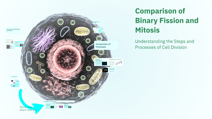 Comparison of Binary Fission and Mitosis by Deevena Dondapati on Prezi