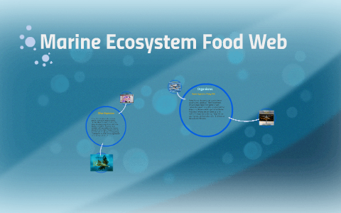 Marine Ecosystem Food Web by April Quezada on Prezi