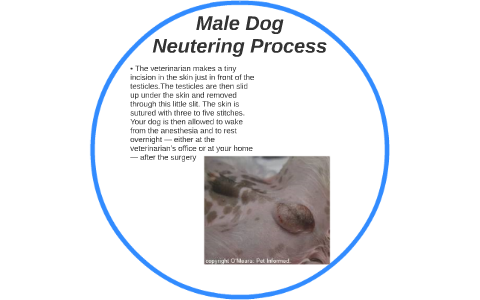 Male Dog Neutering Process by dyllan rodriguez on Prezi
