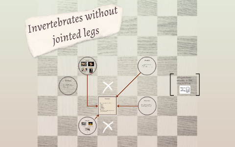 Invertebrates without jointed legs by bushra iman on Prezi