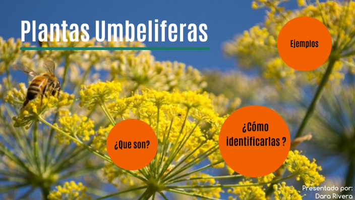 Plantas Umbeliferas by Dara Rivera on Prezi