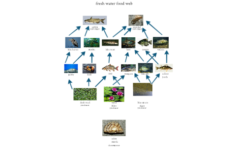 fresh water food web by oliver mcconnell on Prezi