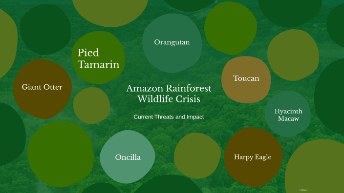 The Amazon Rainforest Crisis by Rachel Hoggard on Prezi