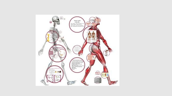 Aparat ruchu człowieka by Ola Kołakowska on Prezi