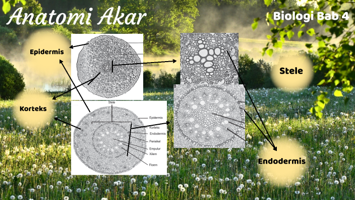 Anatomi Akar by Gabrielle Faith Mulya on Prezi