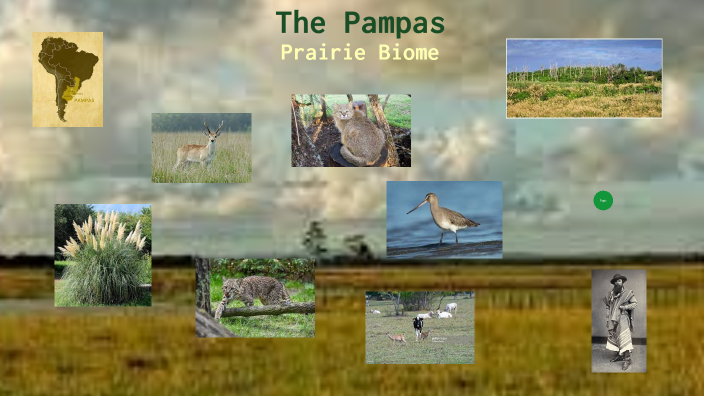 The Pampas Ecosystem by Anna Orlando on Prezi