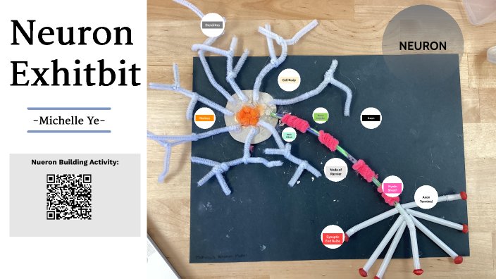 Neuron Exhibit by Michelle Ye on Prezi