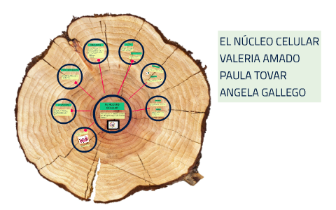 El citoplasma es la parte del protoplasma que, en una célula by on Prezi