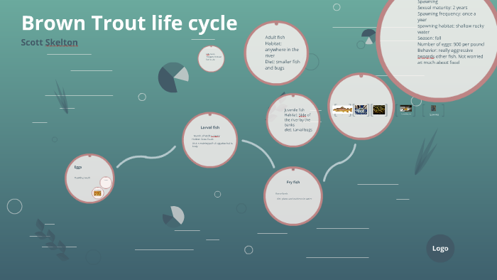 Brown Trout life cycle by scott mcClendon on Prezi