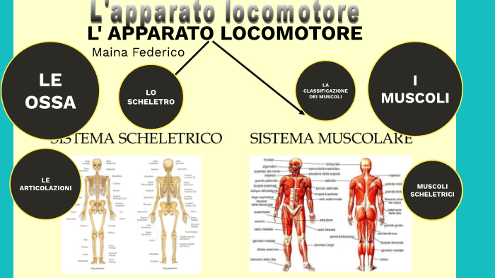 L'APPARATO LOCOMOTORE by federico mainetti on Prezi