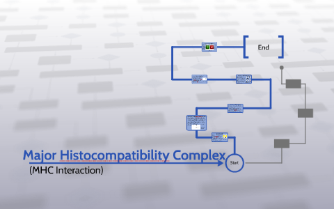 Major Histocompatibility Complex by tanveer s on Prezi