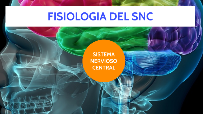 FISIOLOGIA DEL SNC by Camila Parra on Prezi