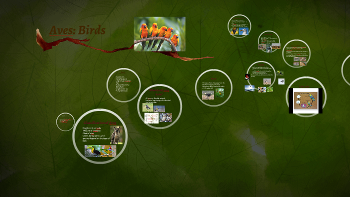 Aves: Birds Presentation by daniel tercero on Prezi