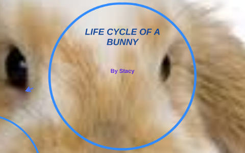 Life cycle of a bunny by Stacy Singh on Prezi