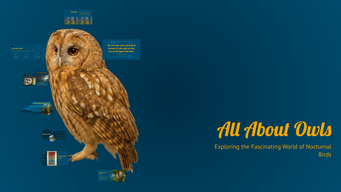 All About Owls by Test User on Prezi