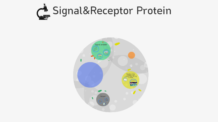 Signal protein by 윤지 이
