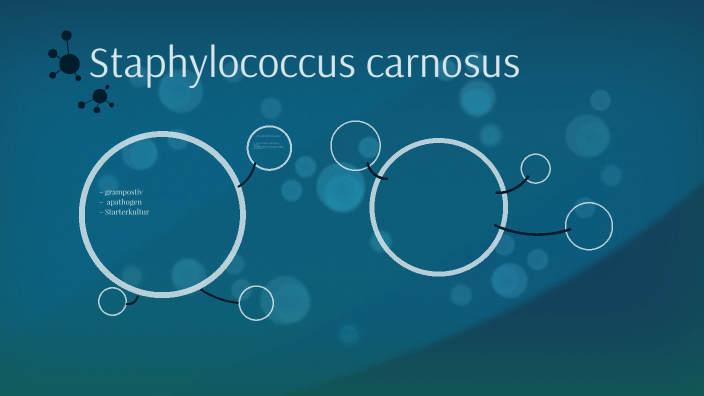 Staphylococcus carnosus by Lea Wirth on Prezi