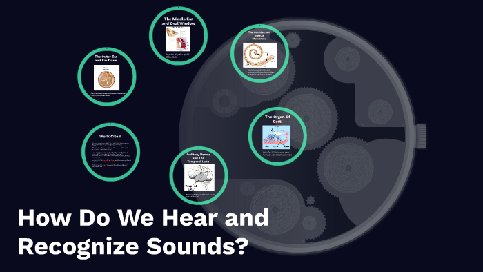 How Do We Hear and Recognize Sounds? by Sydney T on Prezi