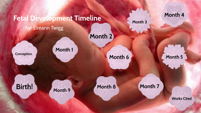Fetal Development Timeline by Eireann Twigg on Prezi