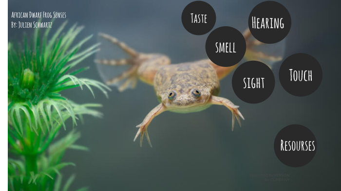 Frog Senses by Julien Schwartz on Prezi