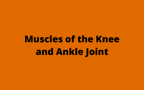 Muscles of the Knee and Ankle Joint by Alexa Banister-Thompson on Prezi