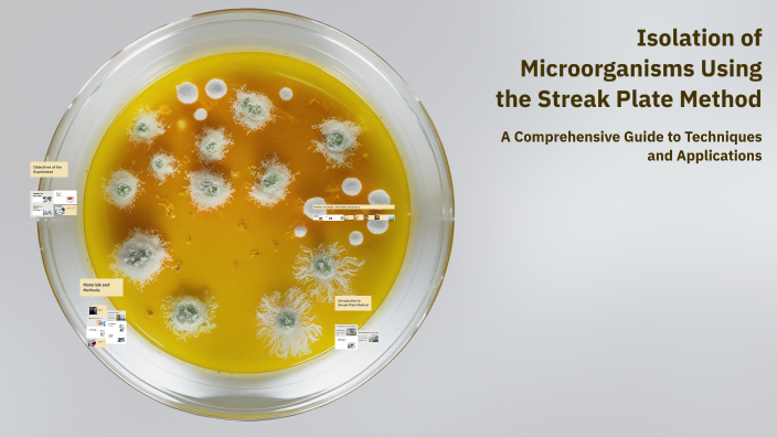 Isolation of Microorganisms Using the Streak Plate Method by Child ...