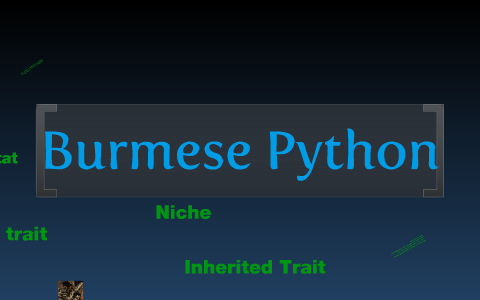 Burmese Python by James Bays on Prezi