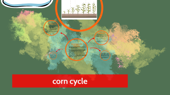 corn cycle by josue jaramillo on Prezi