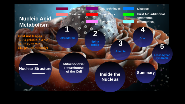 Nucleic Acid Metabolism by Kevin Reyes on Prezi
