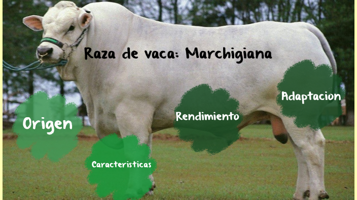 Razas de vacas by Perla Jiménez on Prezi