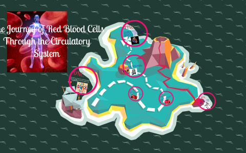 The Path of Red Blood Cells Through the Circulatory System by Melitzsa ...