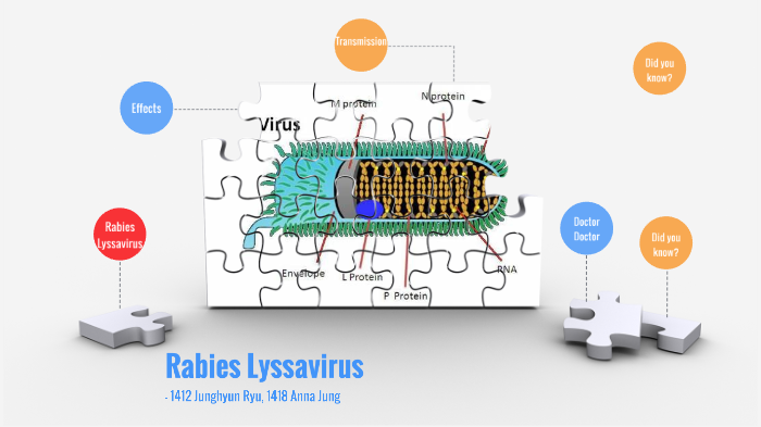 Rabies Lyssavirus by 정현 유 on Prezi