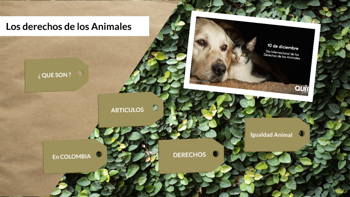 Los derechos de los Animales by Sofia Aparicio on Prezi
