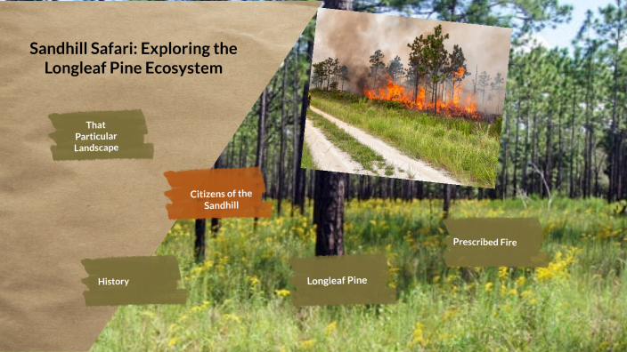 Sandhill Safari: Exploring the Longleaf Pine Ecosystem by jane cummings ...