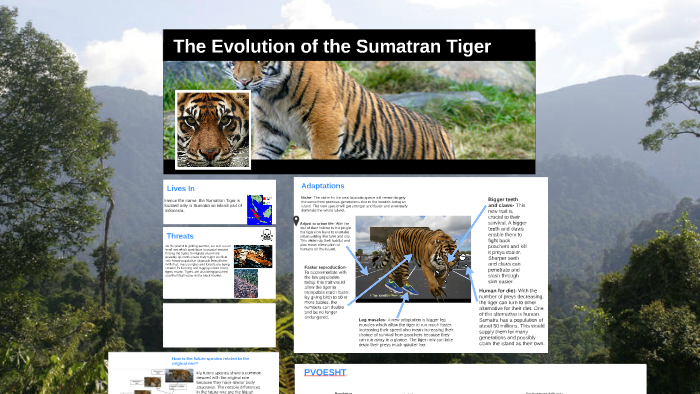 The Evolution of the Sumatran Tiger by Toan Tran on Prezi