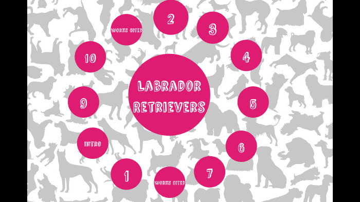 Labrador Retrievers by Sheyenne Waletzko on Prezi